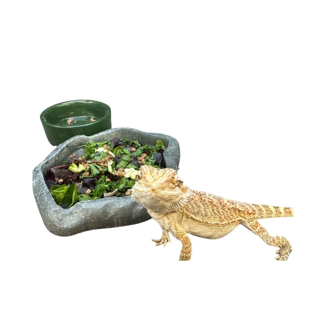 REPTILE FOOD – The Real Macaw Pet Shop