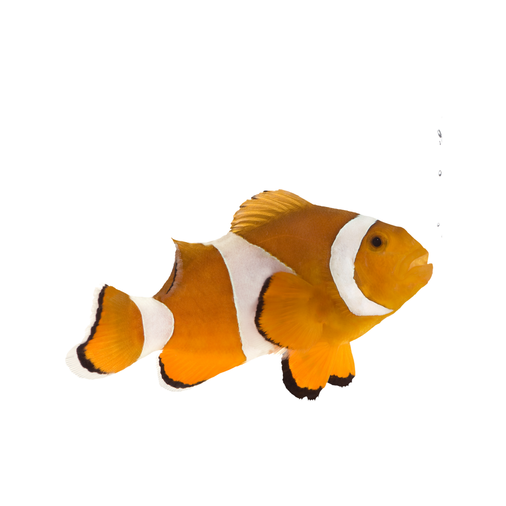 The Real Macaw Pet Shop