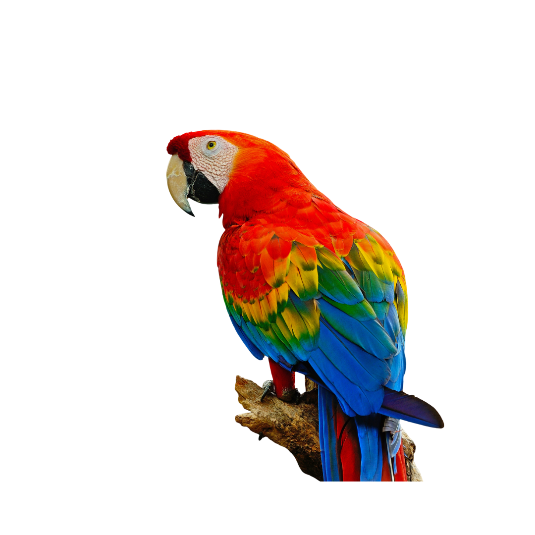 Products – The Real Macaw Petshop