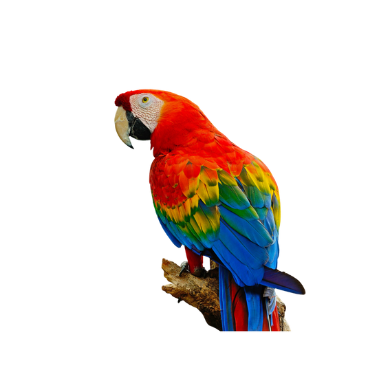 The Real Macaw Pet Shop